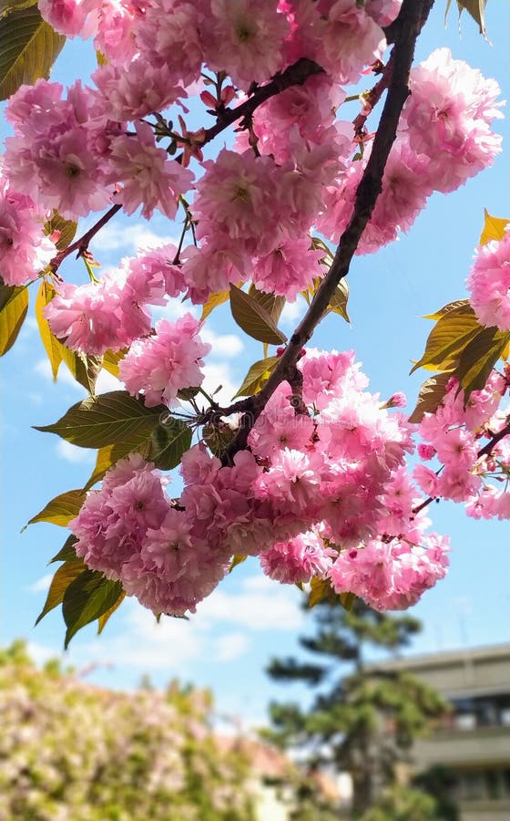 Beautiful Sakura ðŸŒ¸ðŸŒº stock photo. Image of autumn - 218547014