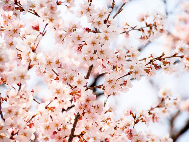 Beautiful Sakura in the Garden Stock Image - Image of fresh, green ...