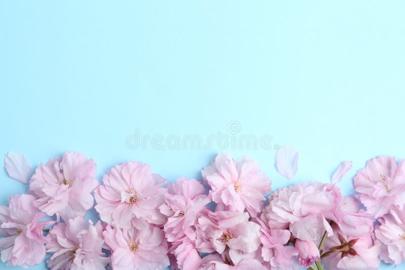 Beautiful Sakura Blossom on Light Blue Background, Space for Text ...