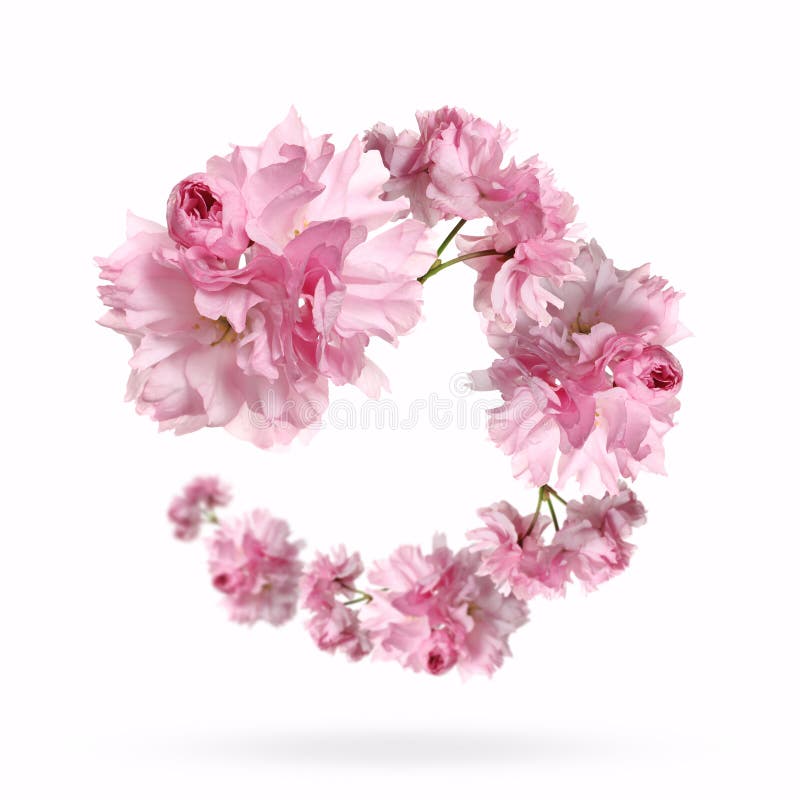 Beautiful Sakura Blossoms Flying on White Background. Spring Season ...