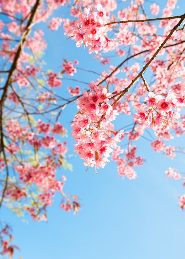 Beautiful Sakura Pink Flower in Spring Stock Photo - Image of closeup ...