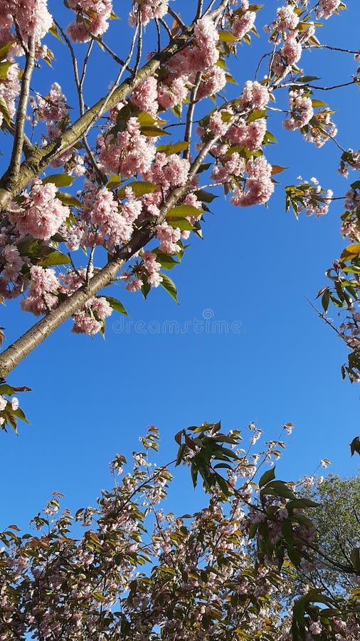 Beautiful Sakura Flower or Cherry Blossom in Summer. Sakura Tree Flower ...