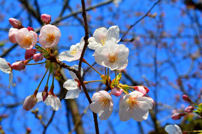 Early Spring Sakura Flowers / Cherry Blossom, Japan Stock Photo - Image ...