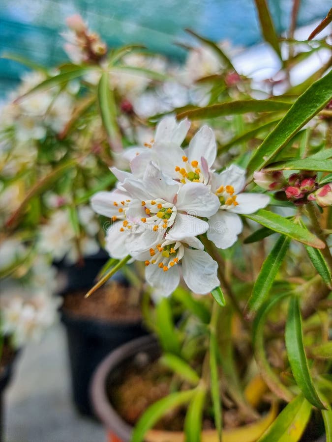 Beautiful sakura flowers stock photo. Image of blossom - 254899592