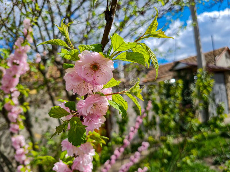 Beautiful sakura flowers stock image. Image of closeup - 254899877