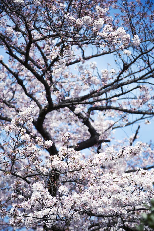 Beautiful sakura stock image. Image of japanese, japan - 102219145