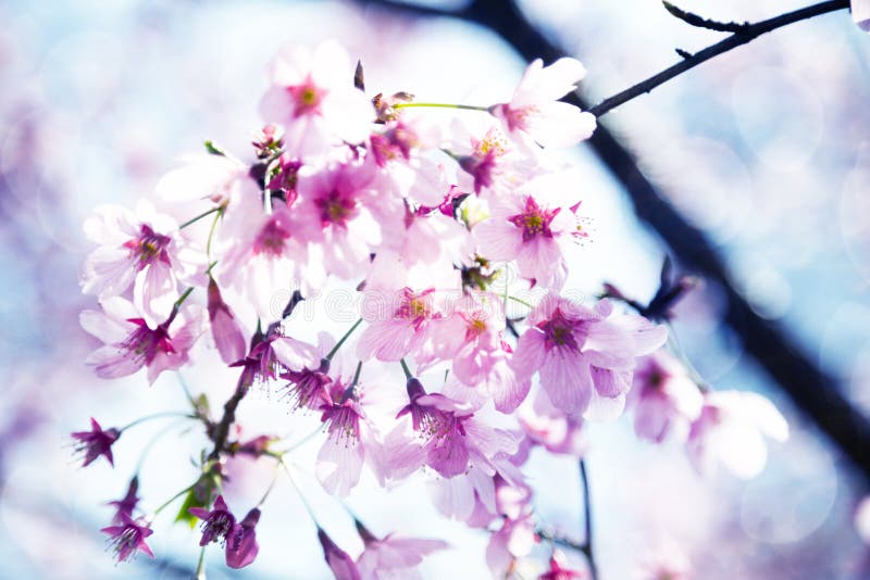 Beautiful sakura stock photo. Image of spring, space - 102219318