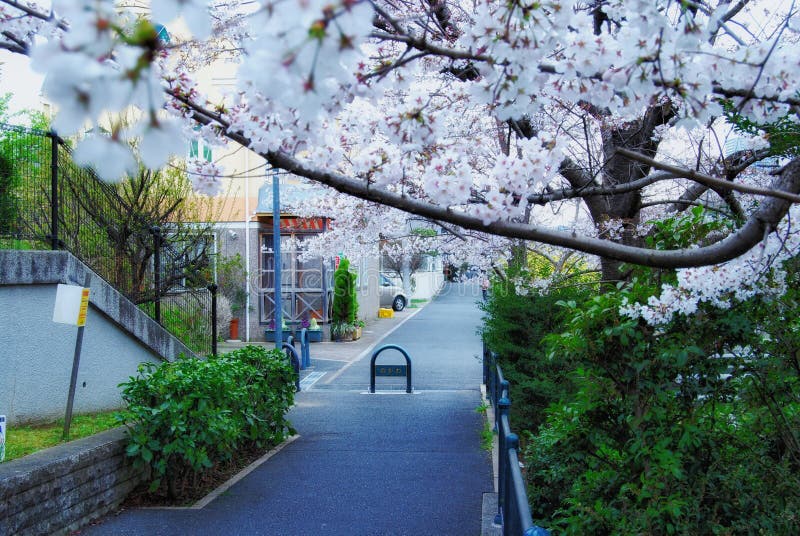 Beautiful sakura in Japan stock photo. Image of tokyo - 178162874