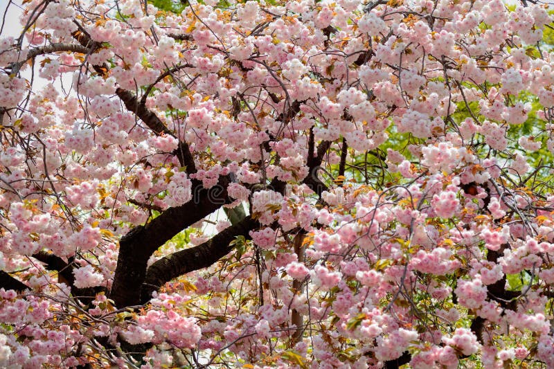 Beautiful sakura place stock photo. Image of print, color - 37764190