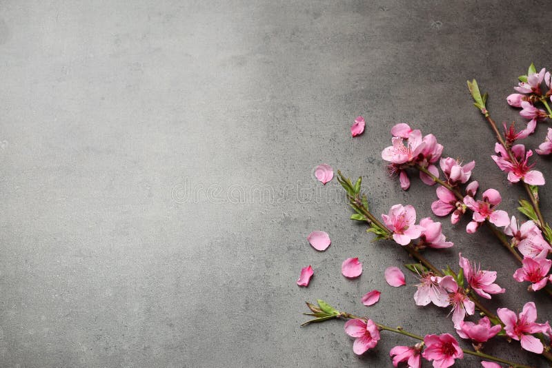 Beautiful Sakura Tree Blossoms on Grey Background, Flat Lay. Space for ...