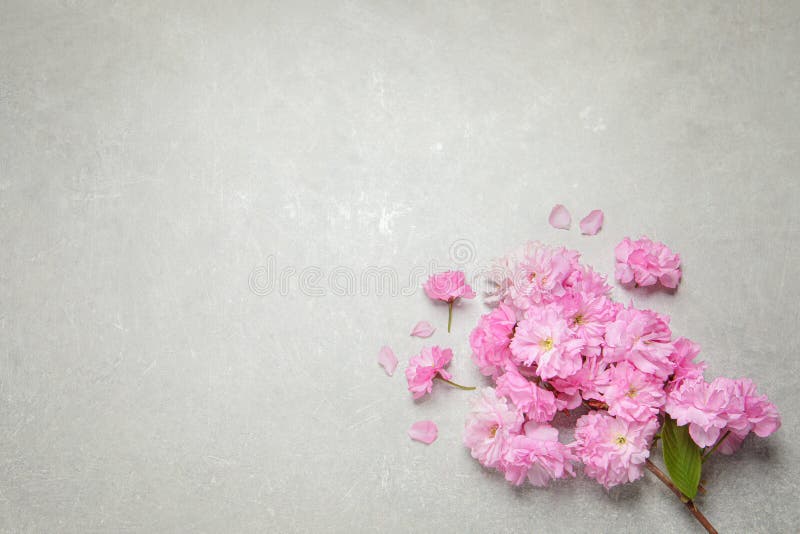 Beautiful Sakura Tree Blossoms on Grey Stone Table, Flat Lay. Space for ...
