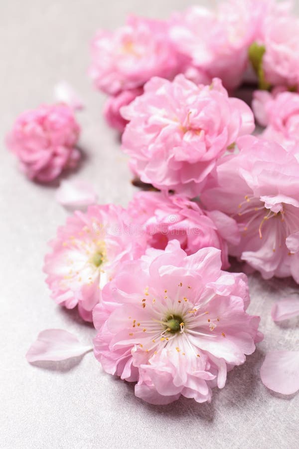 Beautiful Sakura Tree Blossoms on Light Grey Background, Closeup Stock ...