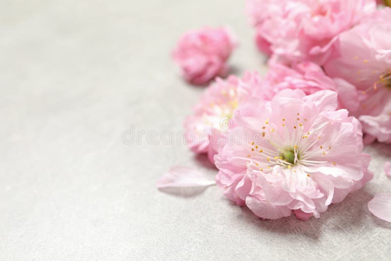 Beautiful Sakura Tree Blossoms on Light Grey Background, Closeup. Space ...