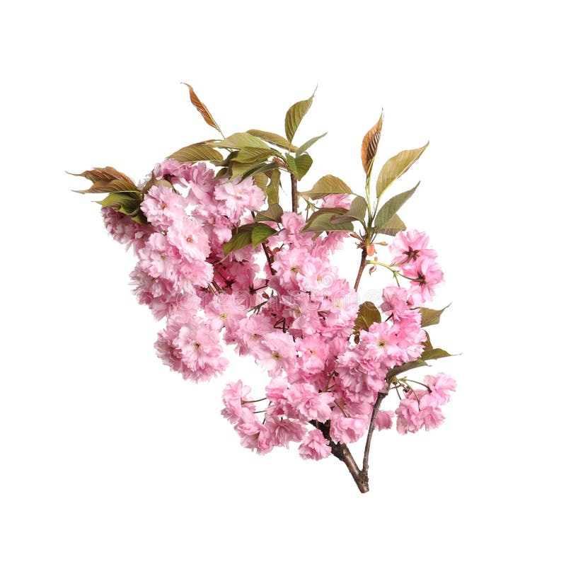 Beautiful Sakura Tree Branch with Pink Flowers Isolated on White Stock ...