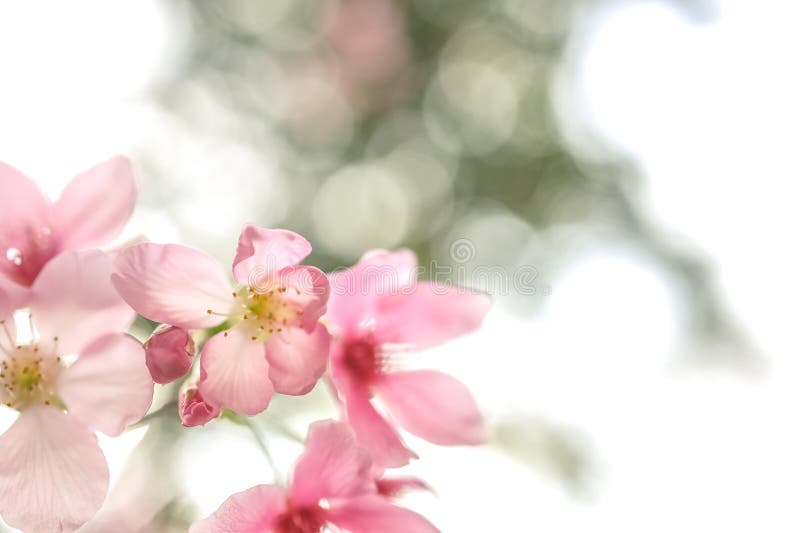 A Beautiful Sakura Tree Flower, Seasonal Cherry Blossom Flower Stock ...
