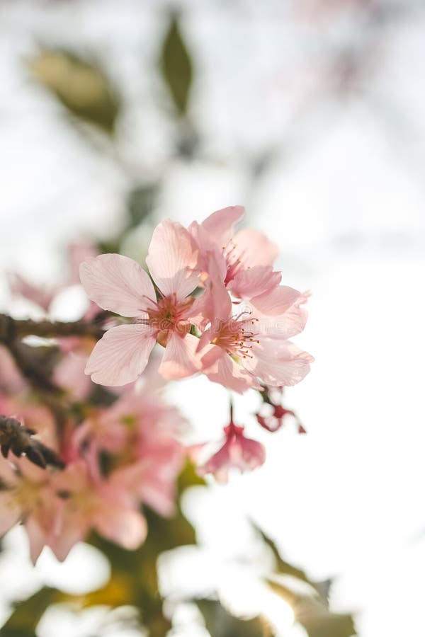 A Beautiful Sakura Tree Flower, Seasonal Cherry Blossom Flower Stock ...