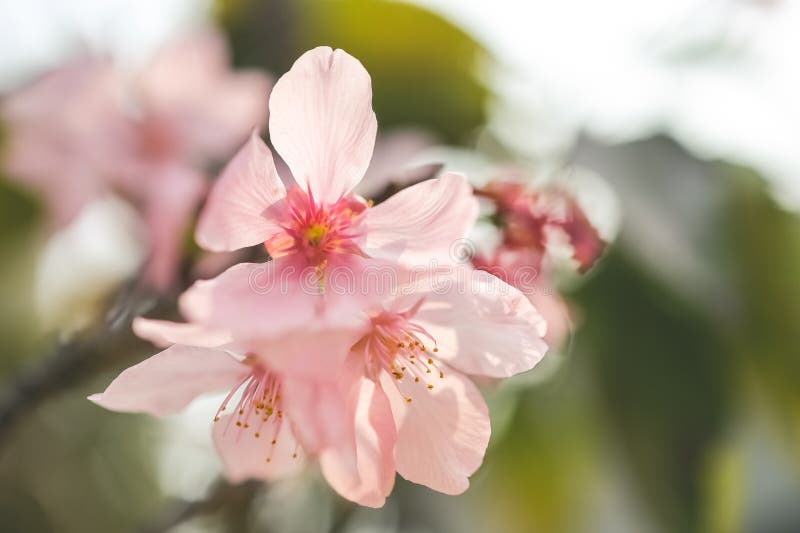 A Beautiful Sakura Tree Flower, Seasonal Cherry Blossom Flower Stock ...