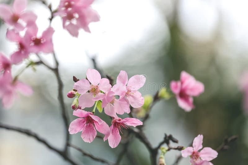 A Beautiful Sakura Tree Flower, Seasonal Cherry Blossom Flower Stock ...