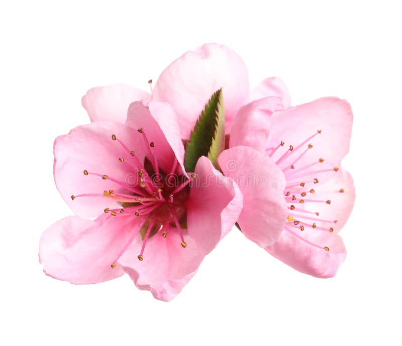 Beautiful Sakura Tree Flowers on White Background Stock Photo - Image ...