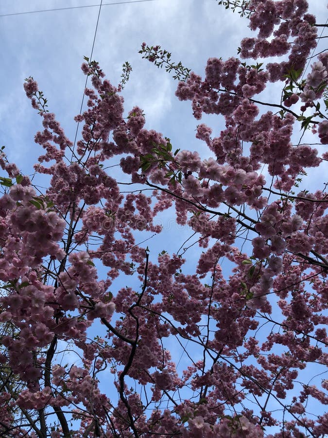Beautiful Sakura Tree in the Park Stock Photo - Image of winter ...