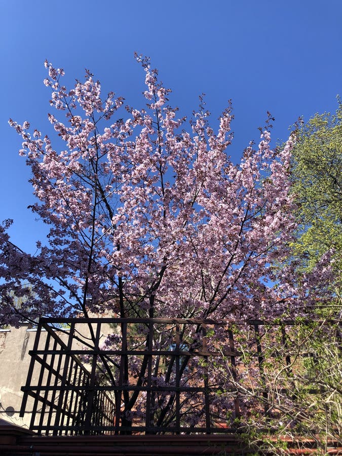 Beautiful Sakura Tree in the Park Stock Image - Image of cherry, white ...