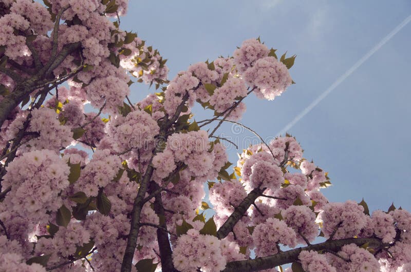 Beautiful Sakura Tree - Symbol of Spring Stock Photo - Image of spring ...