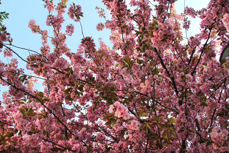 Beautiful Sakura Trees in Bloom Stock Photo - Image of spring, fresh ...