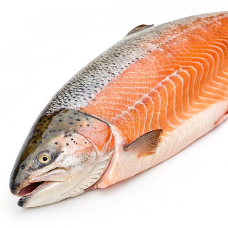 Beautiful Salmon Fish Isolated on White Background Stock Illustration ...