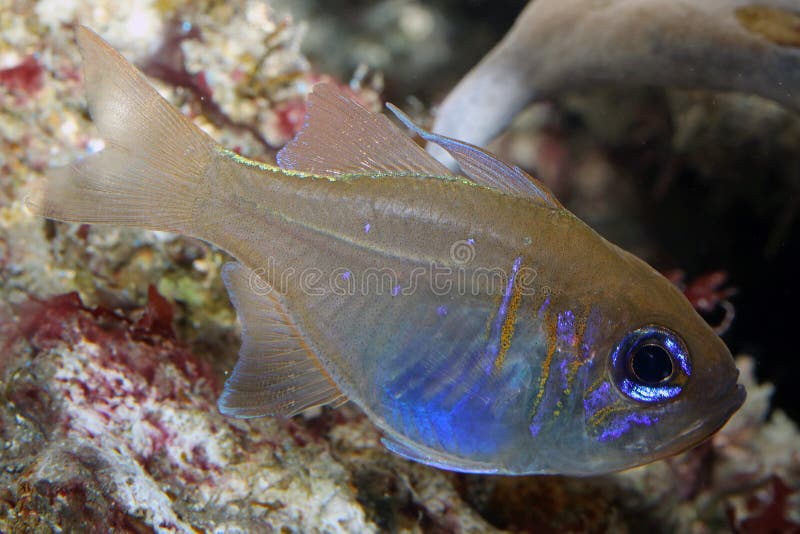 Salt water fish stock photo. Image of wildlife, coral - 107512184