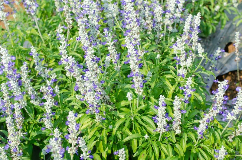 Salvia Officinalis, Salvia Officinalis in the Garden Stock Image ...