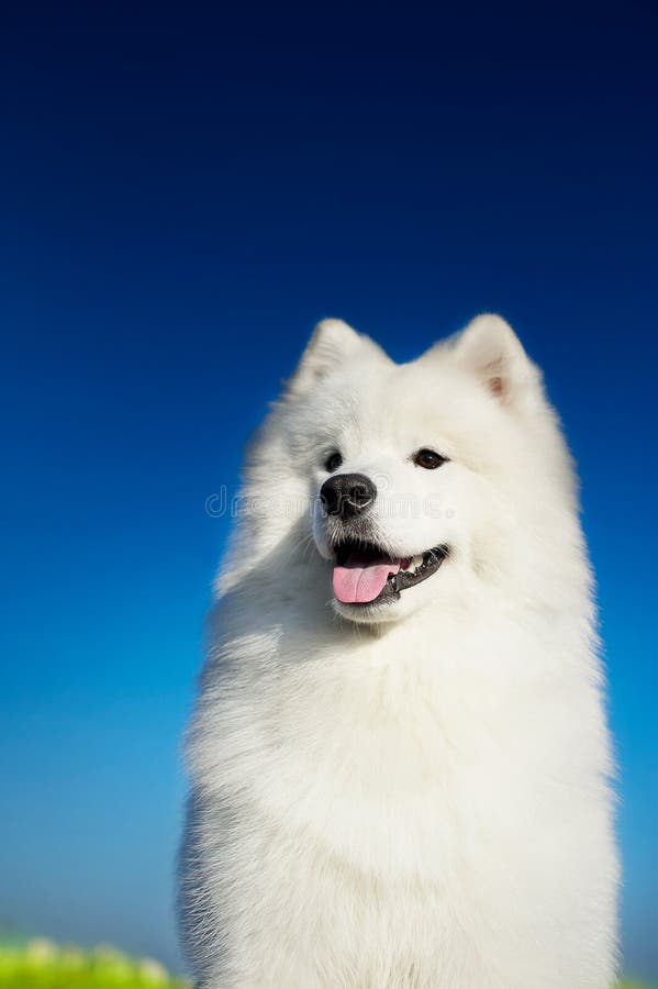 Samoyed, American Eskimo Dog Stock Photo - Image of hyper, coat: 19143596