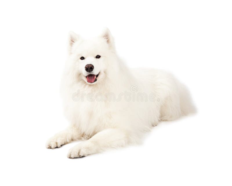 Beautiful Samoyed Dog Laying Stock Image - Image of hair, obedient ...