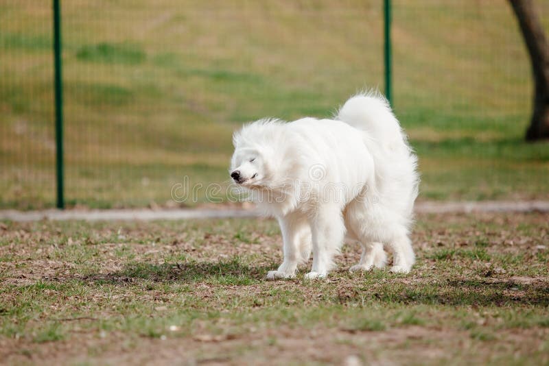 Beautiful Samoyed Dog Outdoor. White Dog. Dog Playing Stock Image ...