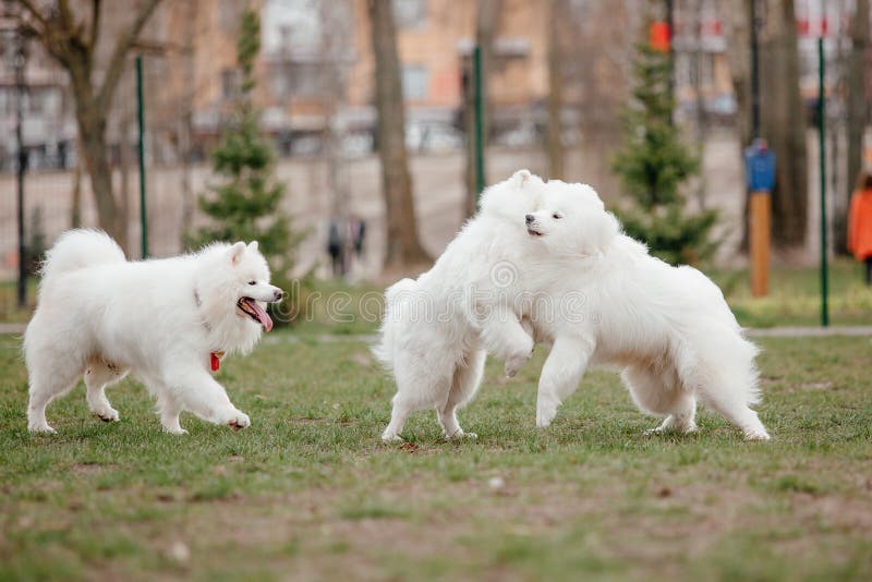 Beautiful Samoyed Dog Outdoor. White Dog. Dog Playing Stock Image ...