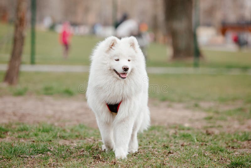 Beautiful Samoyed Dog Outdoor. White Dog. Dog Playing Stock Photo ...