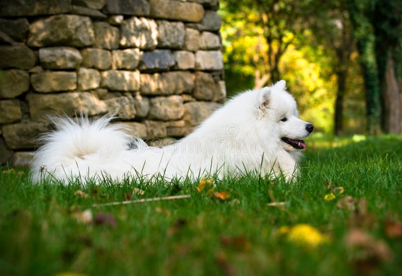 Beautiful Samoyed stock image. Image of face, cute, animal - 34599849