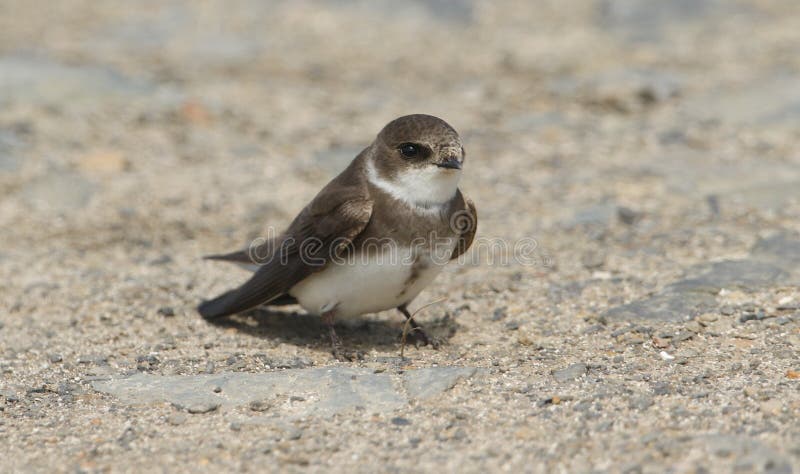 A Beautiful Sand Martin Riparia Riparia Perched on the Ground Looking ...