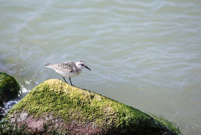 Sanderling on a shore stock photo. Image of green, bird - 352870658