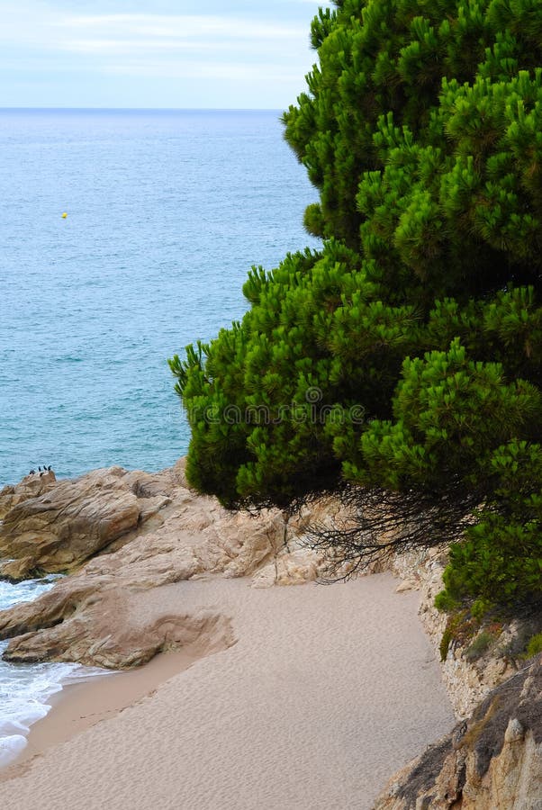 Beautiful Sandy Beach with a Pine Forest Stock Photo - Image of blue ...