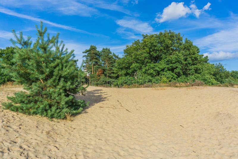 Beautiful Sandy Plain in the Forest Meadow Landscape Stock Photo ...