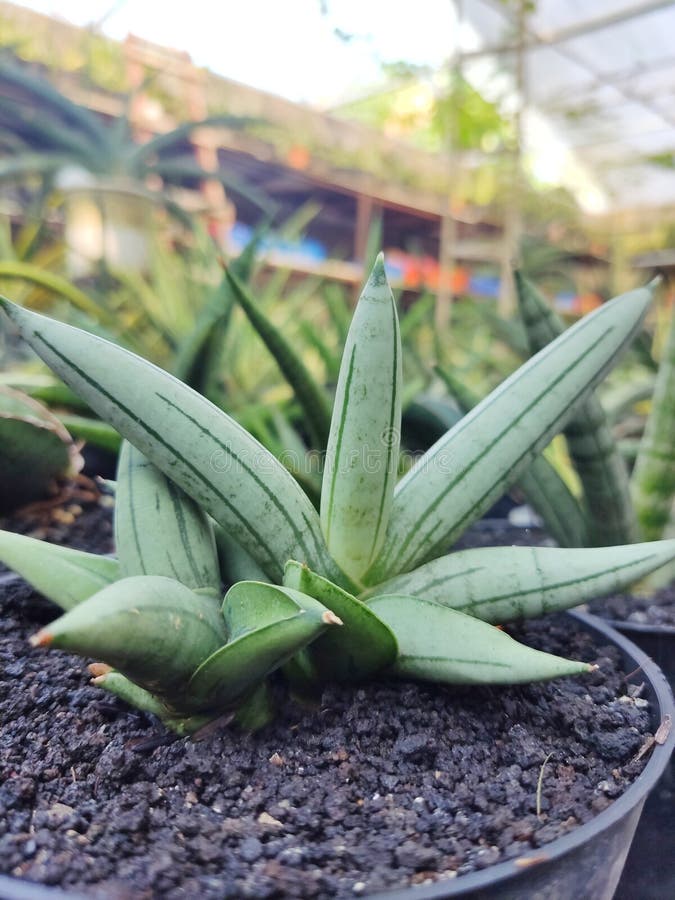 Beautiful of Sansevieria Silver Boncel Stock Image - Image of boncel ...