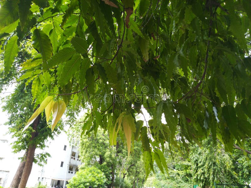 314 Saraca Asoca Leaf Stock Photos - Free & Royalty-Free Stock Photos ...