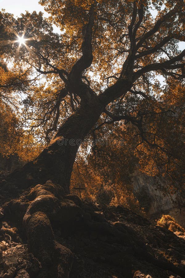 A centennial tree stock photo. Image of brown, beech - 214976926