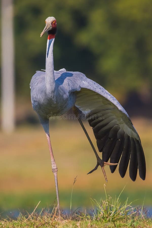 Beautiful Sarus Crane Bird Picture Stock Image - Image of caring ...