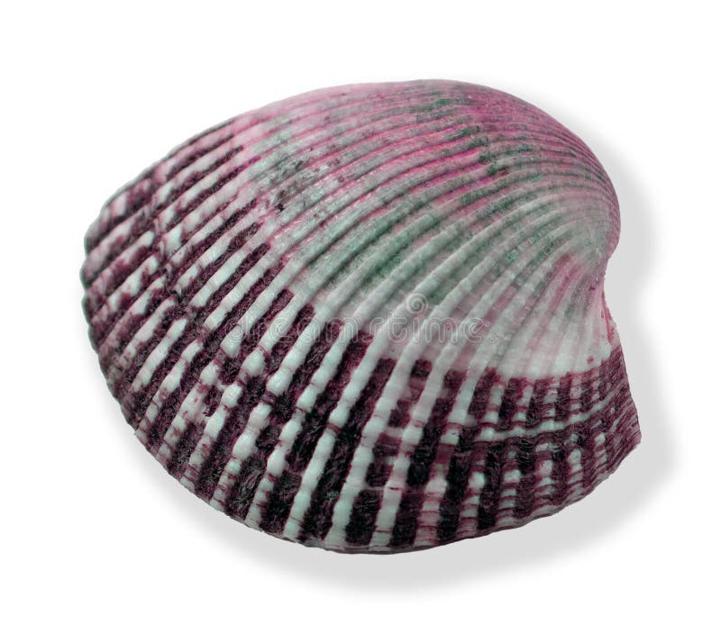 Beautiful Scallop Sea Shell Pectinida Isolated on Transparent, Close-up ...