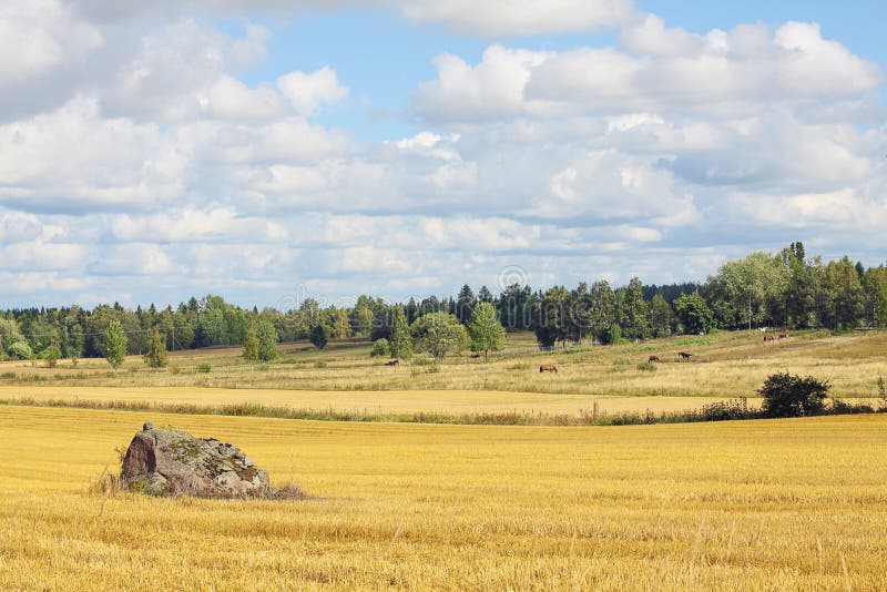 Scandinavian farm, sweden. stock image. Image of farm - 55367889
