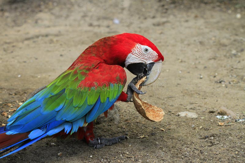 Red and blue macaw stock image. Image of bright, tropics - 25392631