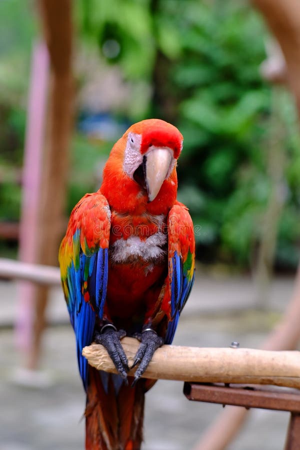 Beautiful Scarlet Macaw at the Aviary Stock Image - Image of wing ...