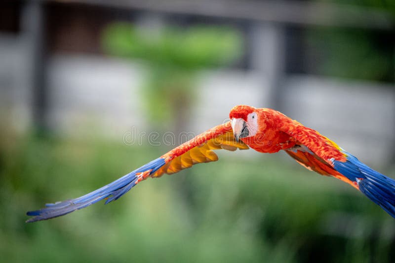 Beautiful Scarlet Macaw Flying High in the Forest Stock Photo - Image ...