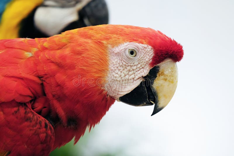 Beautiful scarlet macaw stock image. Image of macaw, face - 58549317